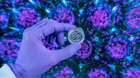 Institute of Human Biology - IHB